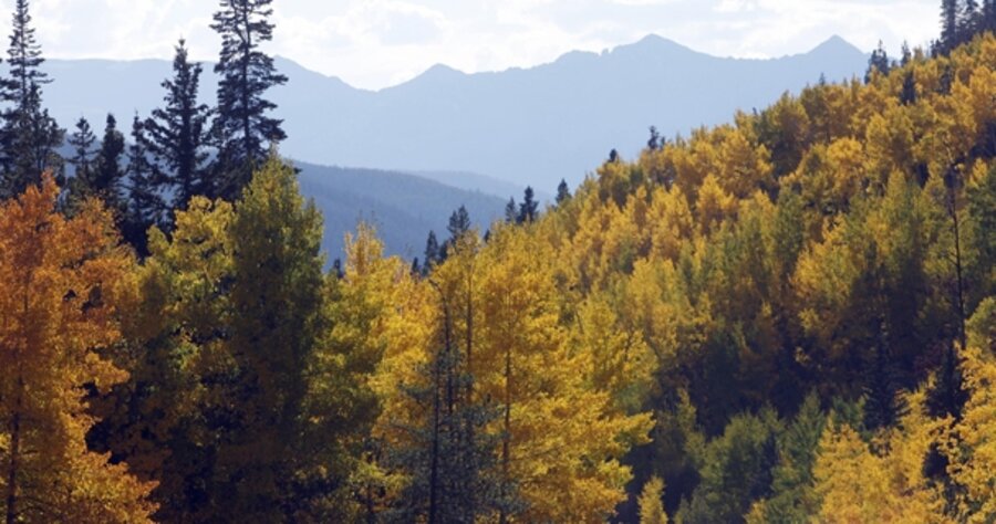 Can we save forests by listening to trees? - CSMonitor.com