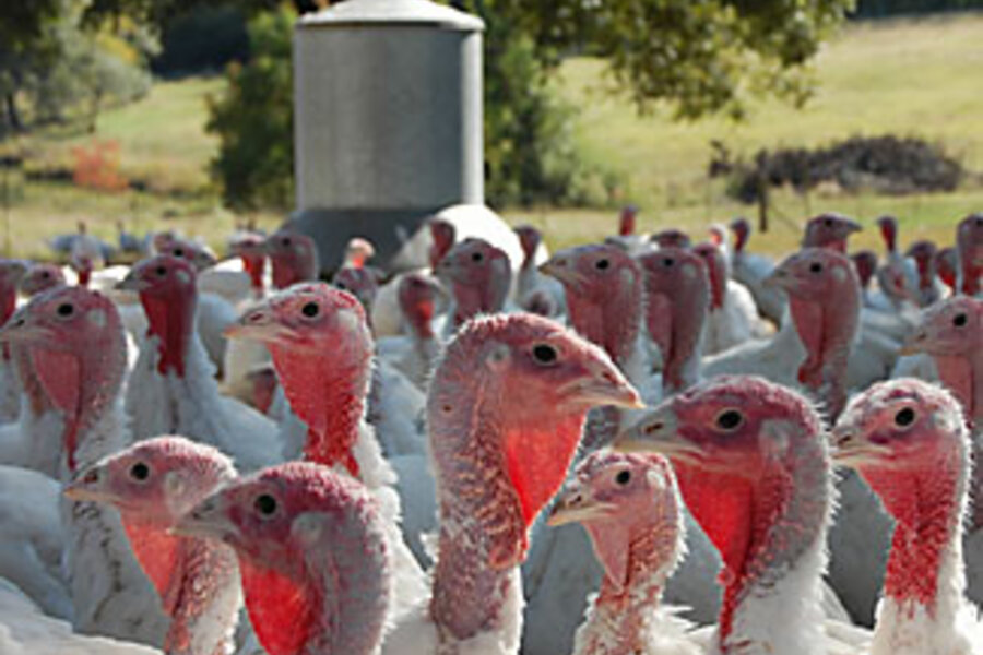 For kids: Down on the turkey farm - CSMonitor.com