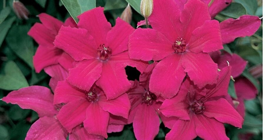 Divine flowers - CSMonitor.com