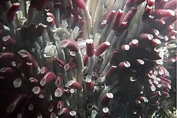 For kids: The strangest worm you'll never see - CSMonitor.com