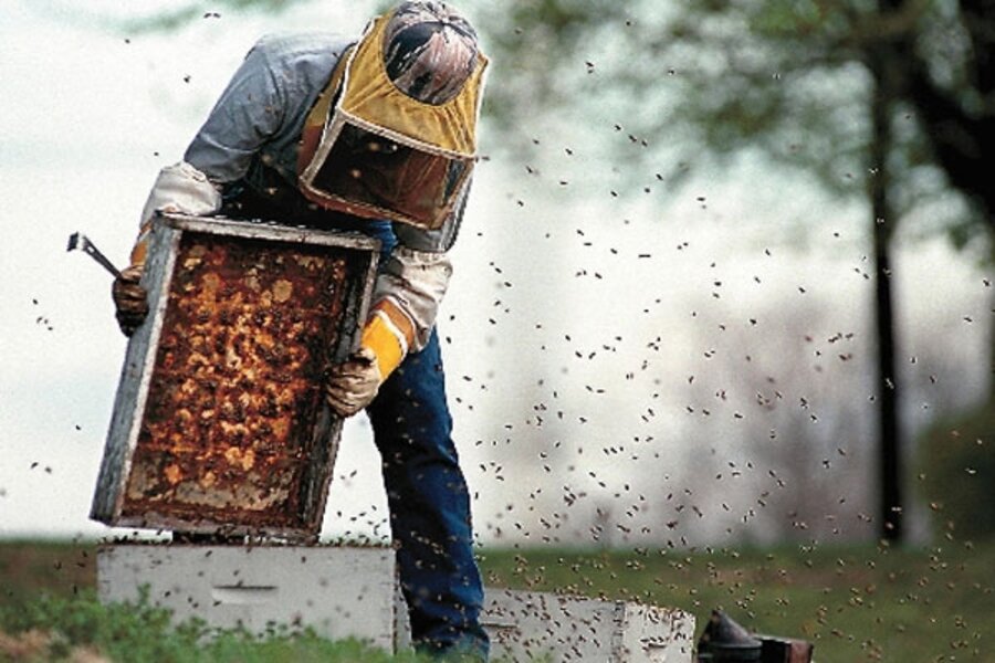 Bee college is all the buzz - CSMonitor.com