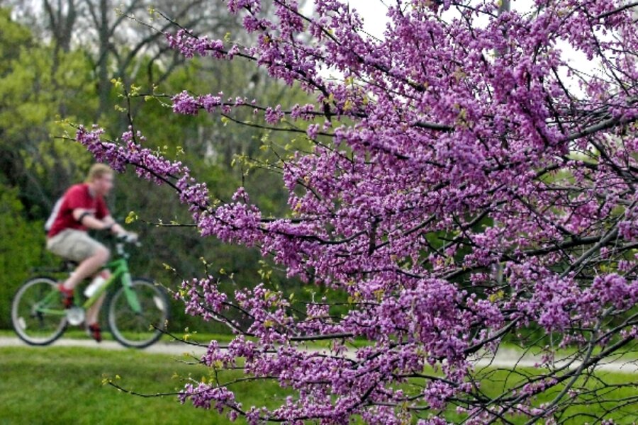 A scrawny tree’s spring surprise - CSMonitor.com