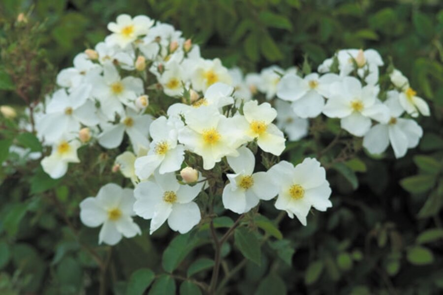 The Rose Whisperer: A garden fit for a queen - CSMonitor.com