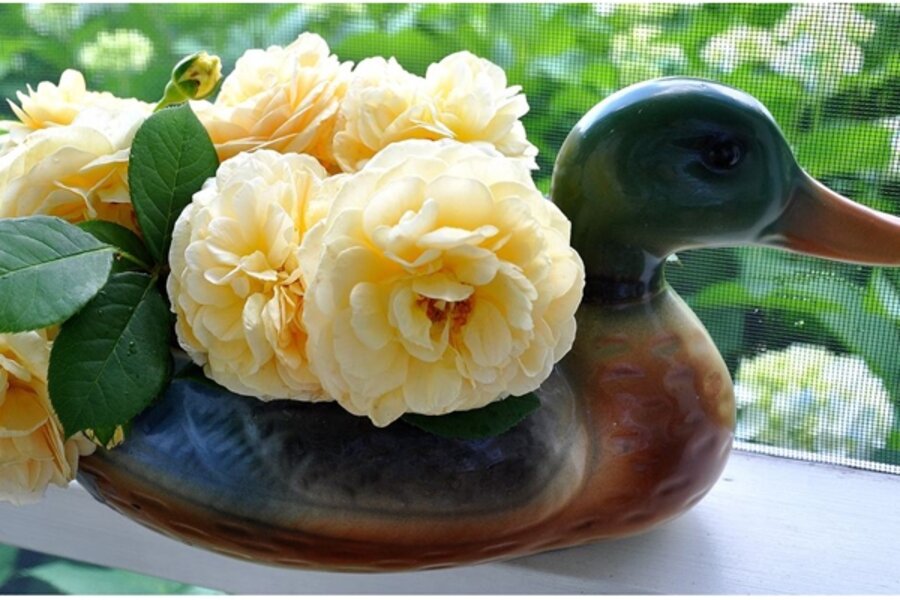 Some roses have it made in the shade, the Rose Whisperer says ...