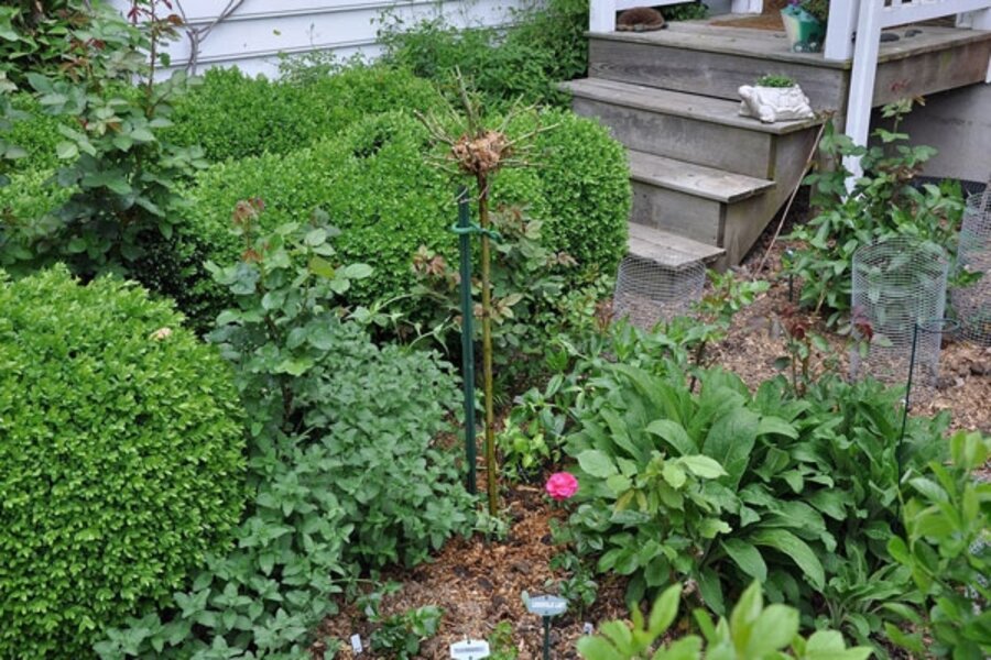 The Rose Whisperer: Déjà vu all over again - CSMonitor.com