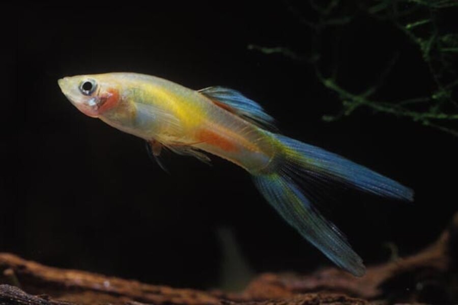 Guppies adapt to predators after their release in rivers - CSMonitor.com