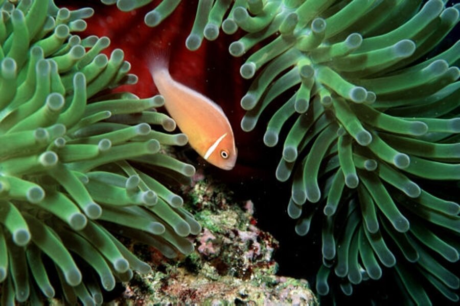 Ocean acidification may push many fish to the brink - CSMonitor.com