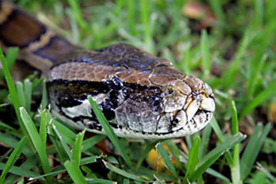 'Python posse' set to hunt Florida snakes. Is it overkill? - CSMonitor.com