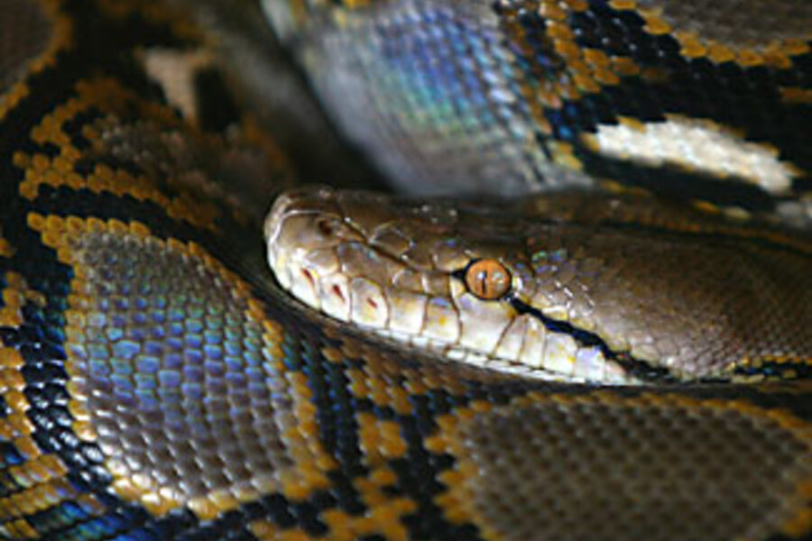 Washington joins python chase in Florida - CSMonitor.com