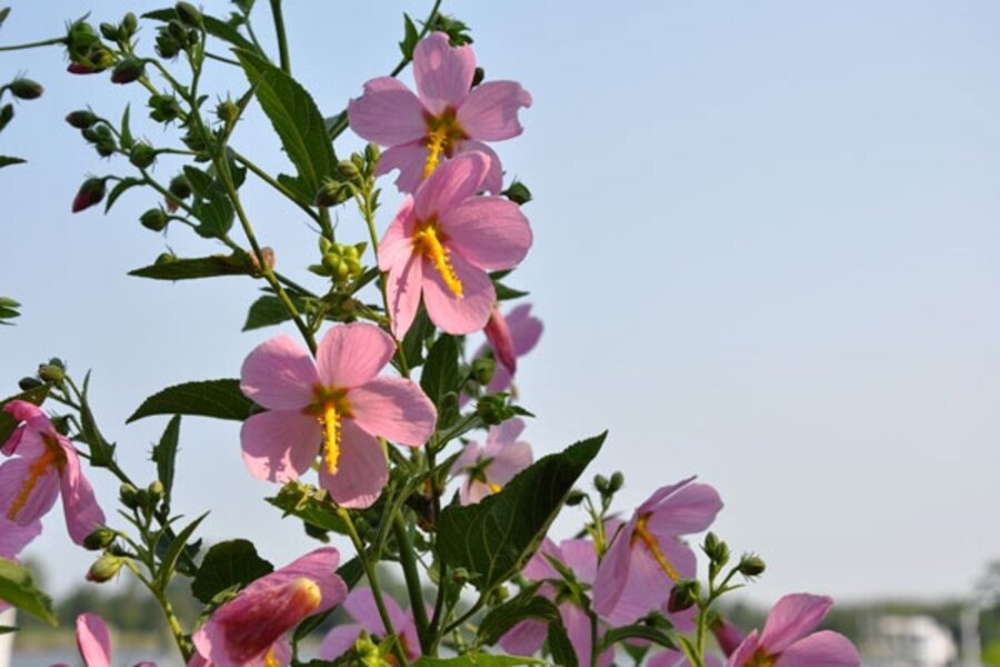 The Rose Whisperer: More brilliant jewels in the summer garden ...