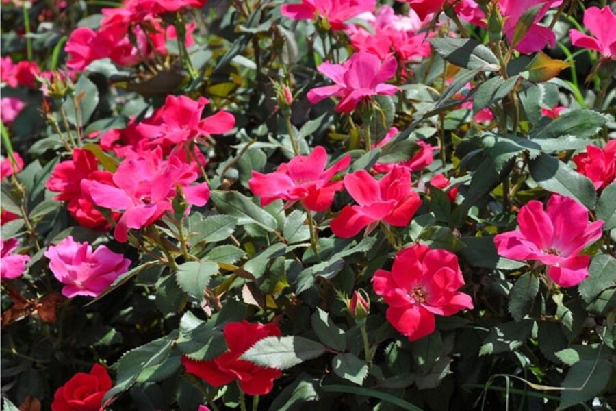 The Rose Whisperer: Growing Knock Out on high - CSMonitor.com