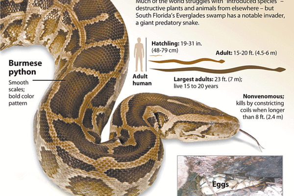 Hybrid man-eating pythons? Florida is on alert. - CSMonitor.com