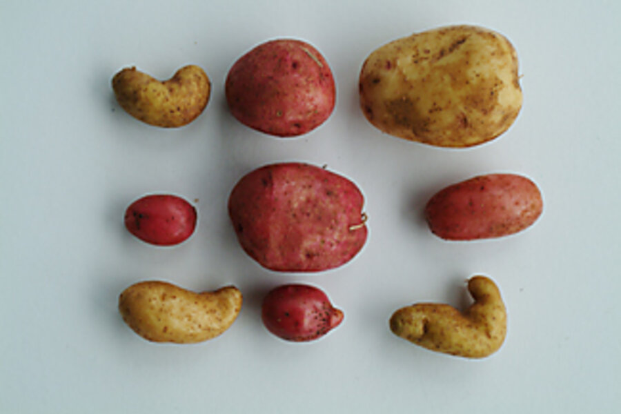 Potato power - CSMonitor.com