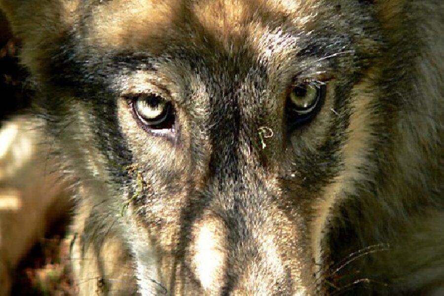 Animal advocates howl over wolf killing - CSMonitor.com