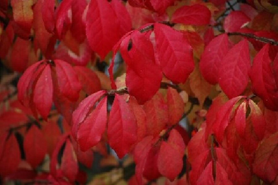 Native Shrubs For Fall Color
