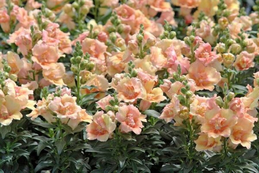 Snapdragons are simply irresistible - CSMonitor.com