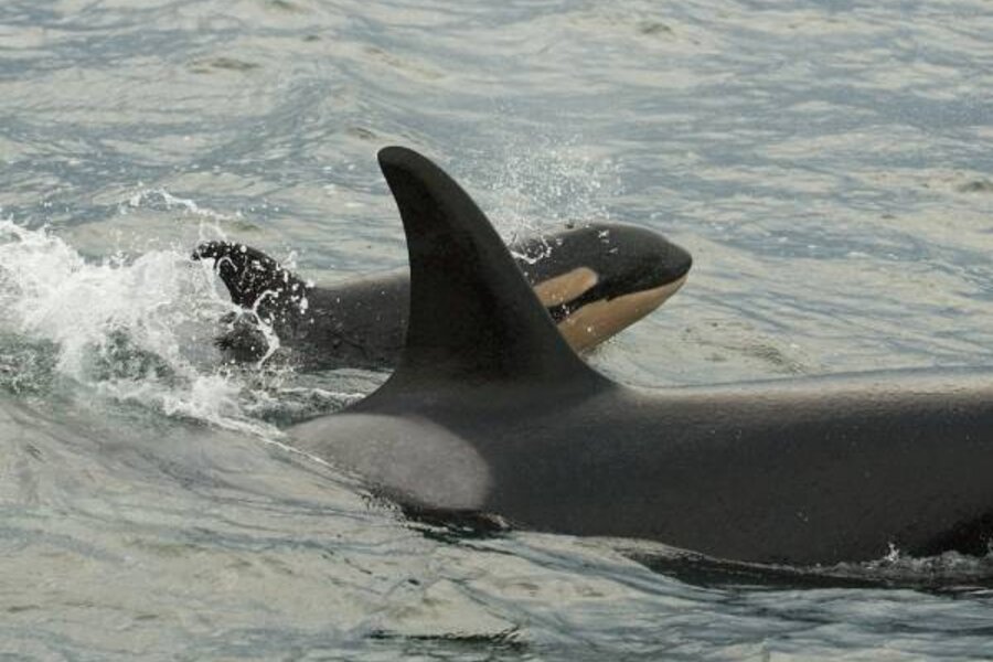 Orca population bounces back in the Northwest - CSMonitor.com