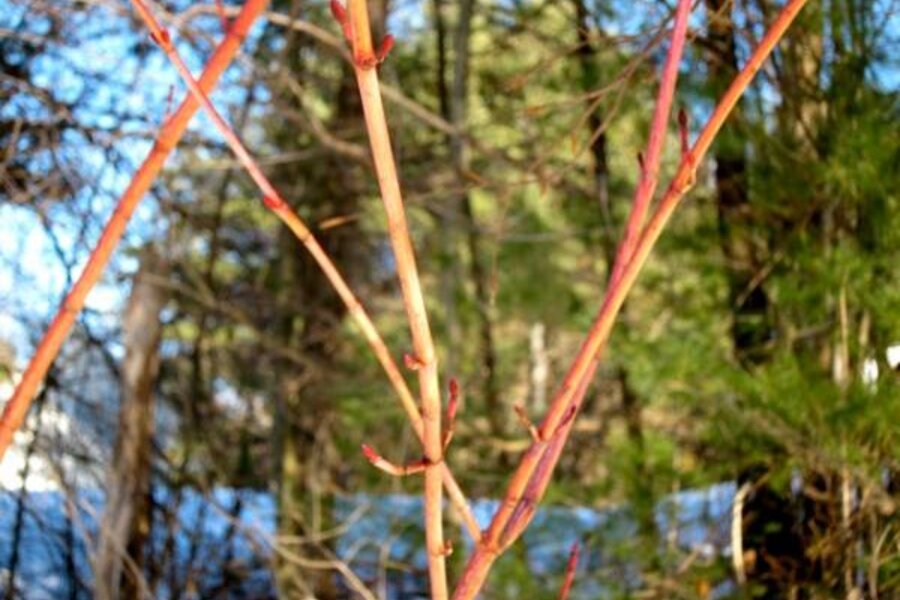 Moosewood tree glows in the winter landscape - CSMonitor.com