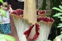 Corpse flower: Putrid-smelling giant flower blooms in Michigan ...