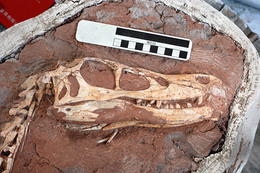 New Species of Raptor Dinosaur Found In China - CSMonitor.com