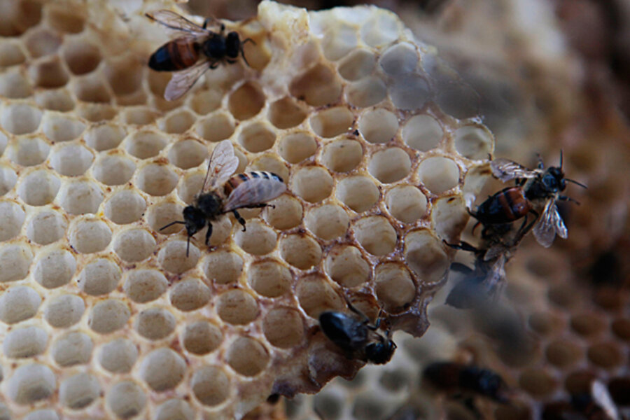 Archaeologists discover beehives from ancient Israel - CSMonitor.com