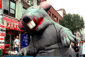 The Largest Rat Of All Time Discovered CSMonitor The Largest Rat Of All Time Discovered CSMonitor