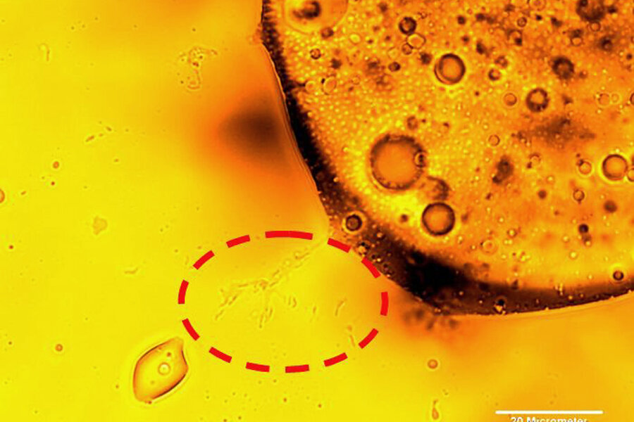Is new species of microbe gobbling up Gulf oil spill? - CSMonitor.com