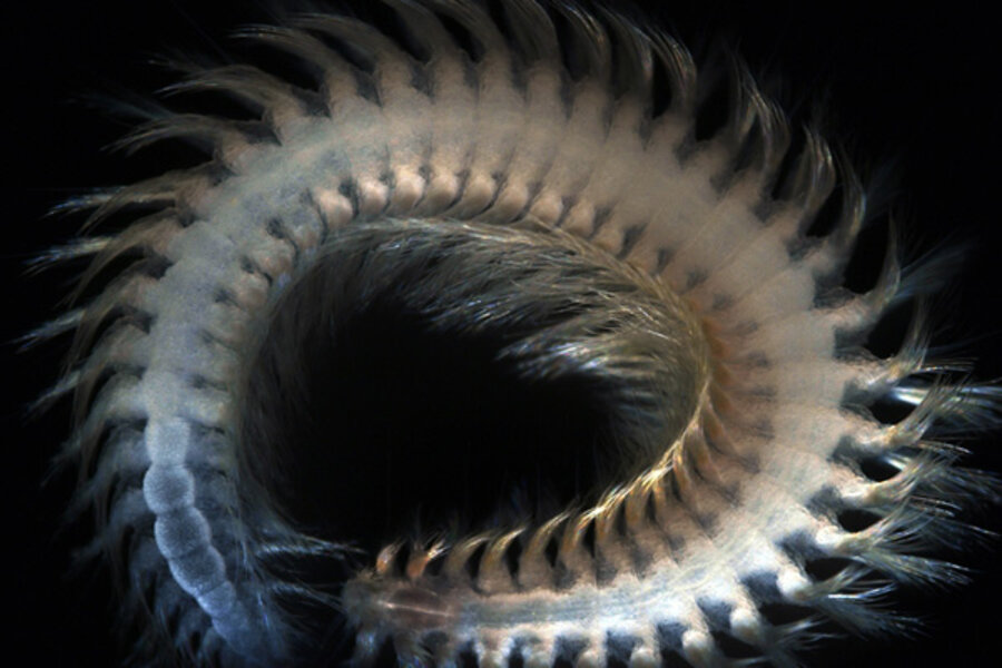 Census of marine life shows how various underwater life forms are ...