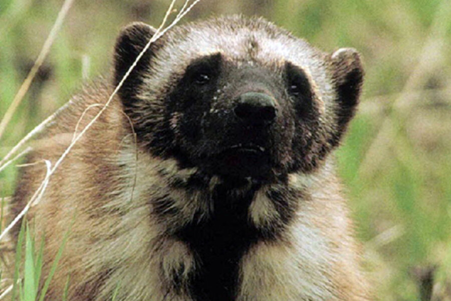 Wolverines may be returned to Colorado: Wildlife officials - CSMonitor.com