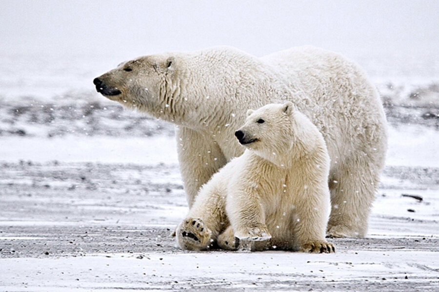 Where polar bears might go if climate change doesn't slow - CSMonitor.com