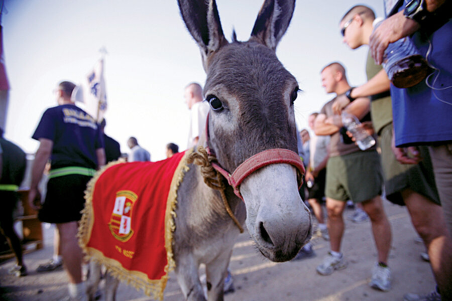 Pop Smoke? A Marine and his fight for Iraq's $30,000 donkey ...