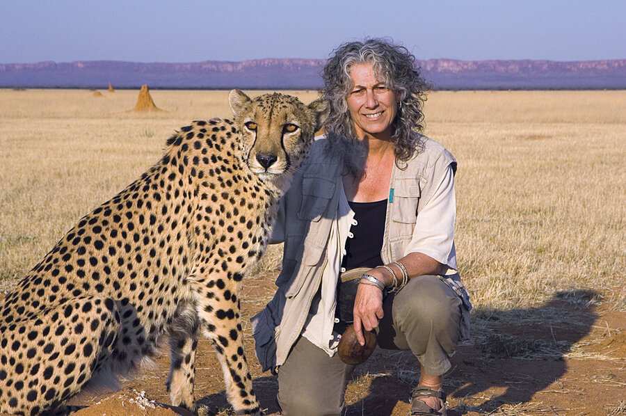 Using a wood chipper to save cheetahs, Africa's most endangered big ...