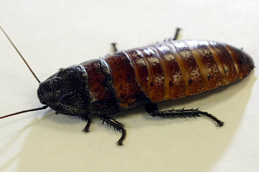 On Valentine's Day, express your love with a giant hissing cockroach ...