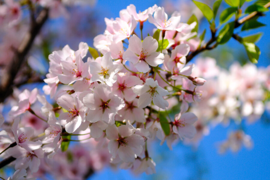 It's cherry blossom time in Washington and beyond - CSMonitor.com