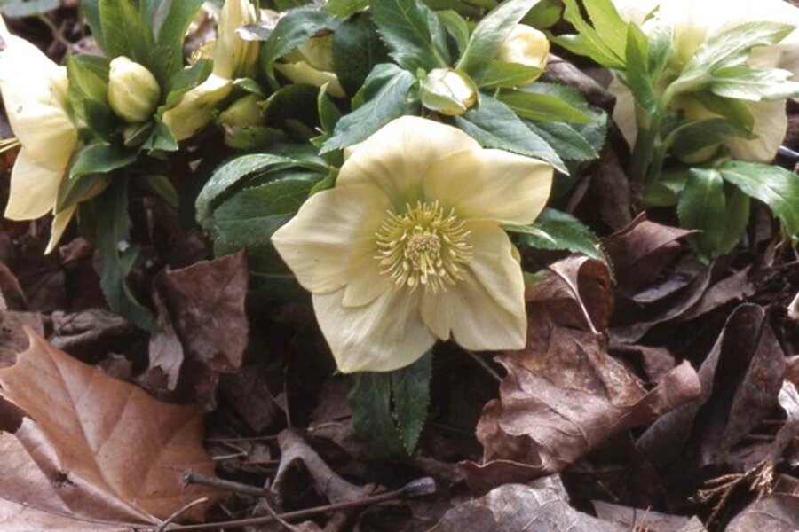 Four plants that shine in midwinter - CSMonitor.com