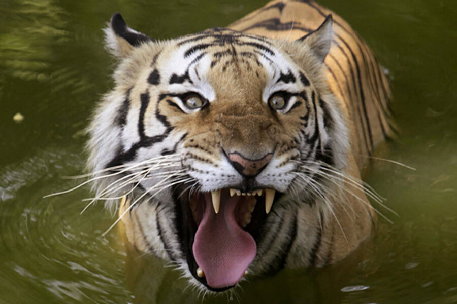 TIGERS - CSMonitor.com