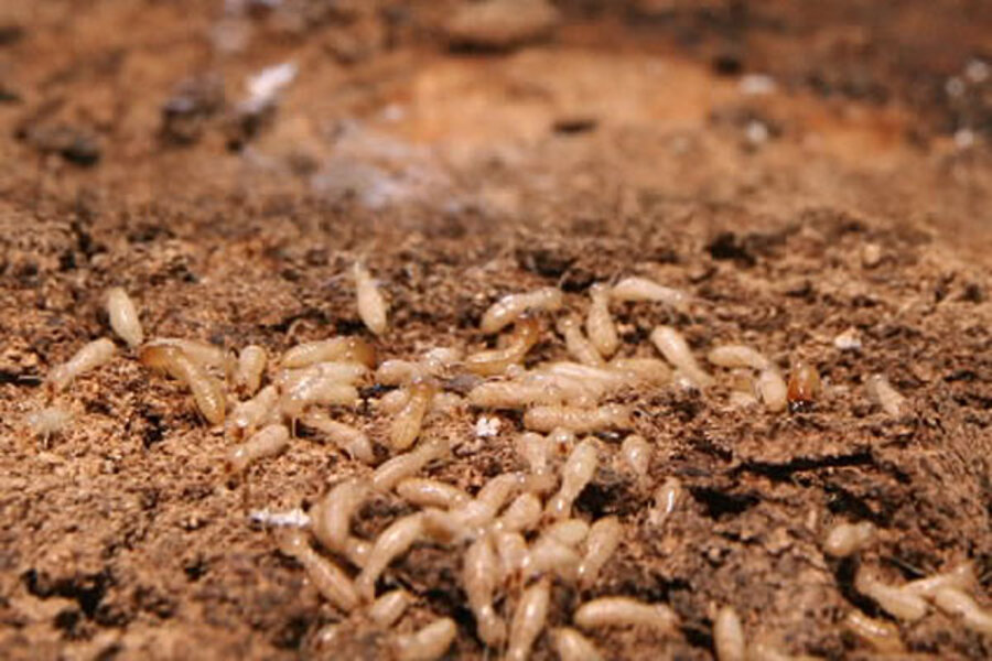 Termites eat millions at a bank in India - CSMonitor.com