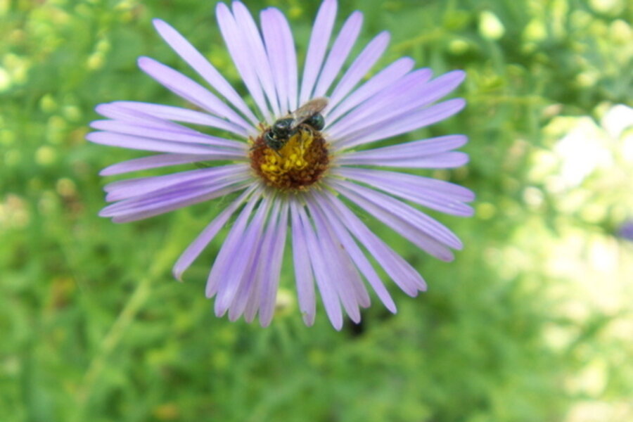 Native plants help sustain birds and beneficial insects - CSMonitor.com
