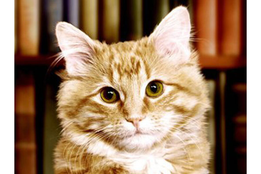 Literary cats: How many of these famously bookish felines do you know ...
