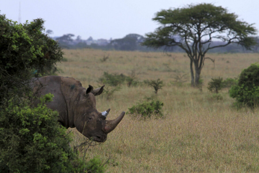 To save African wildlife, allow it to be hunted - CSMonitor.com