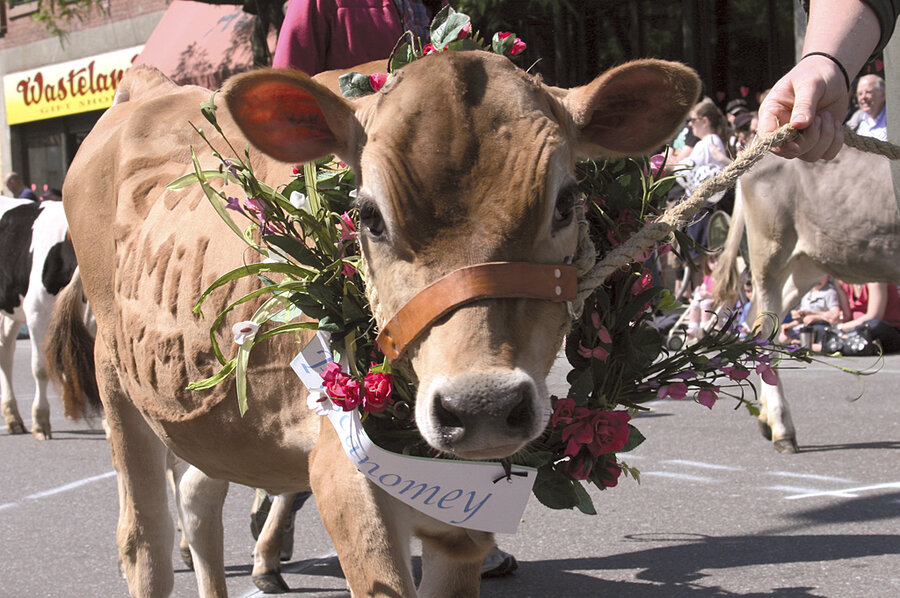Cows stroll to save New England farms - CSMonitor.com