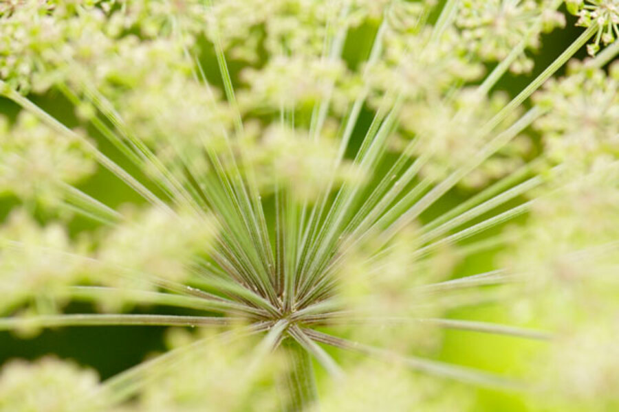 Giant hogweed spreading across New York - CSMonitor.com
