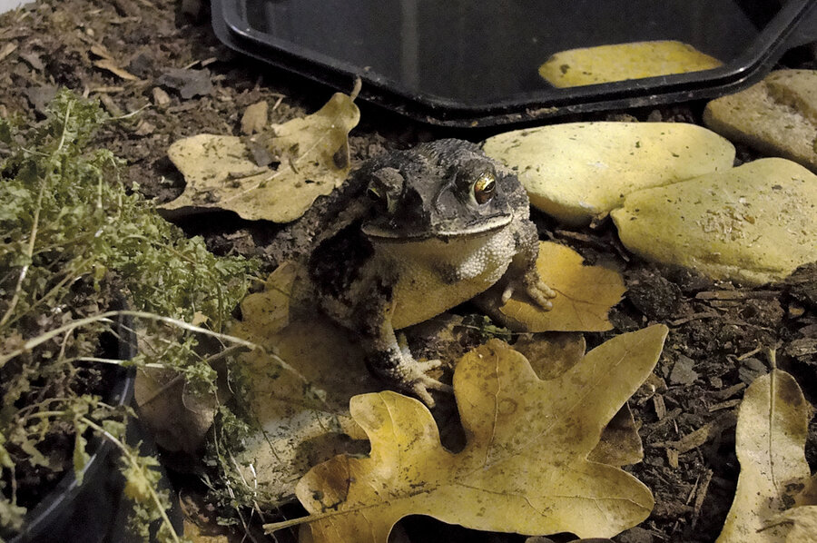A toad with canine companions - CSMonitor.com