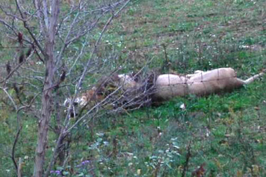 Escaped animals: Only three escaped wild animals remain in Zanesville ... Escaped animals: Only three escaped wild animals remain in Zanesville ...