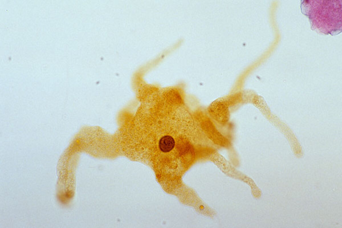 Deepest ocean trench home to race of giant amoebas - CSMonitor.com