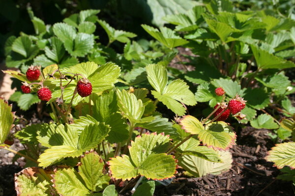 Alpine strawberries: Perfect in foliage and in fruit - CSMonitor.com