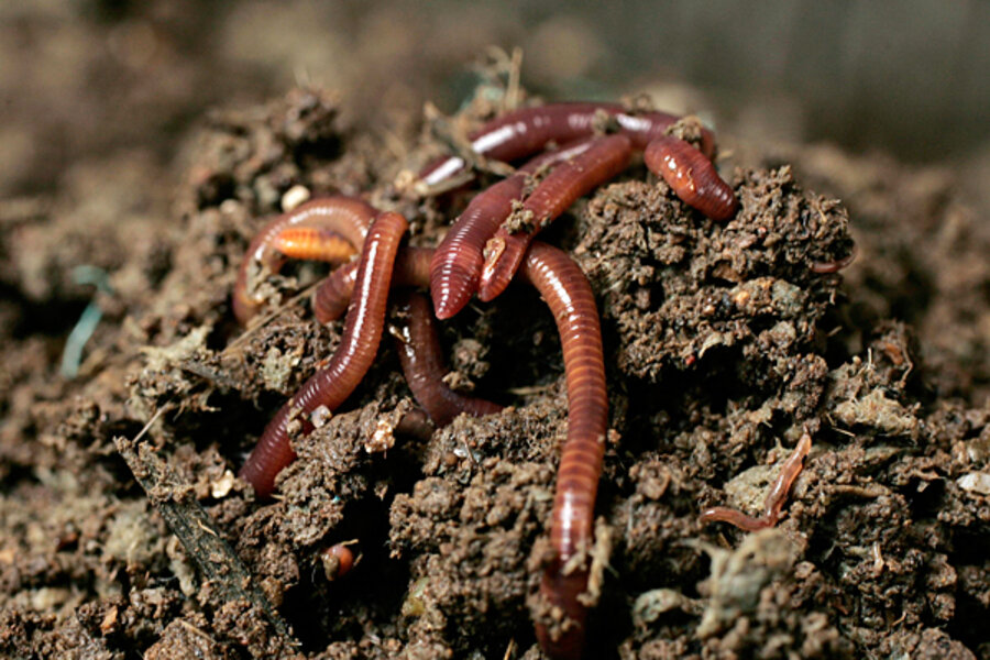 Worms in space: how one experiment could send them to Mars - CSMonitor.com