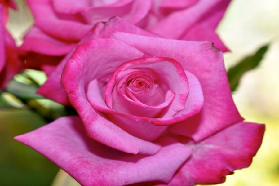 You'll learn a lot when you attend a rose show - CSMonitor.com