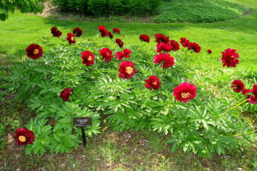 Peonies: For gorgeous flowers in spring, plant in fall - CSMonitor.com