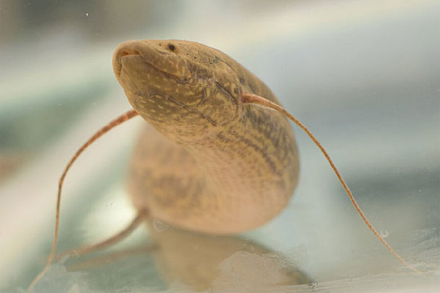 Did walking evolve underwater? 'Walking fish' suggests that it did ...